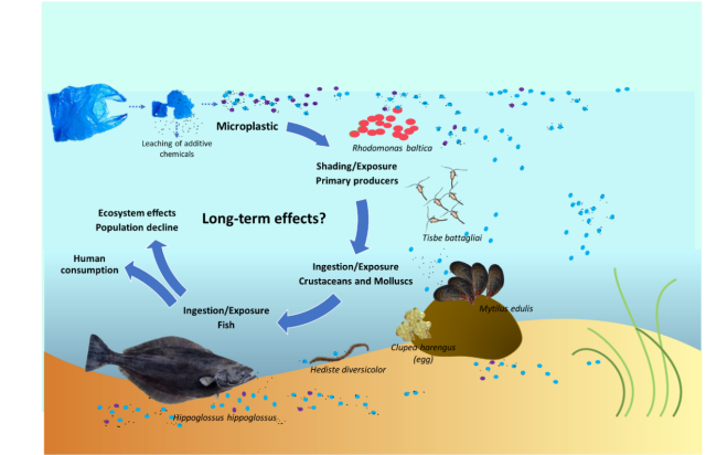 Norwegian researchers surprised by toxicity in standard plastic ...