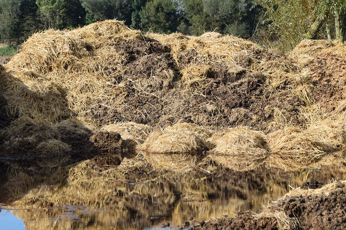 Turning cow manure into useful cellulose – INNOVATIVE MATERIALS